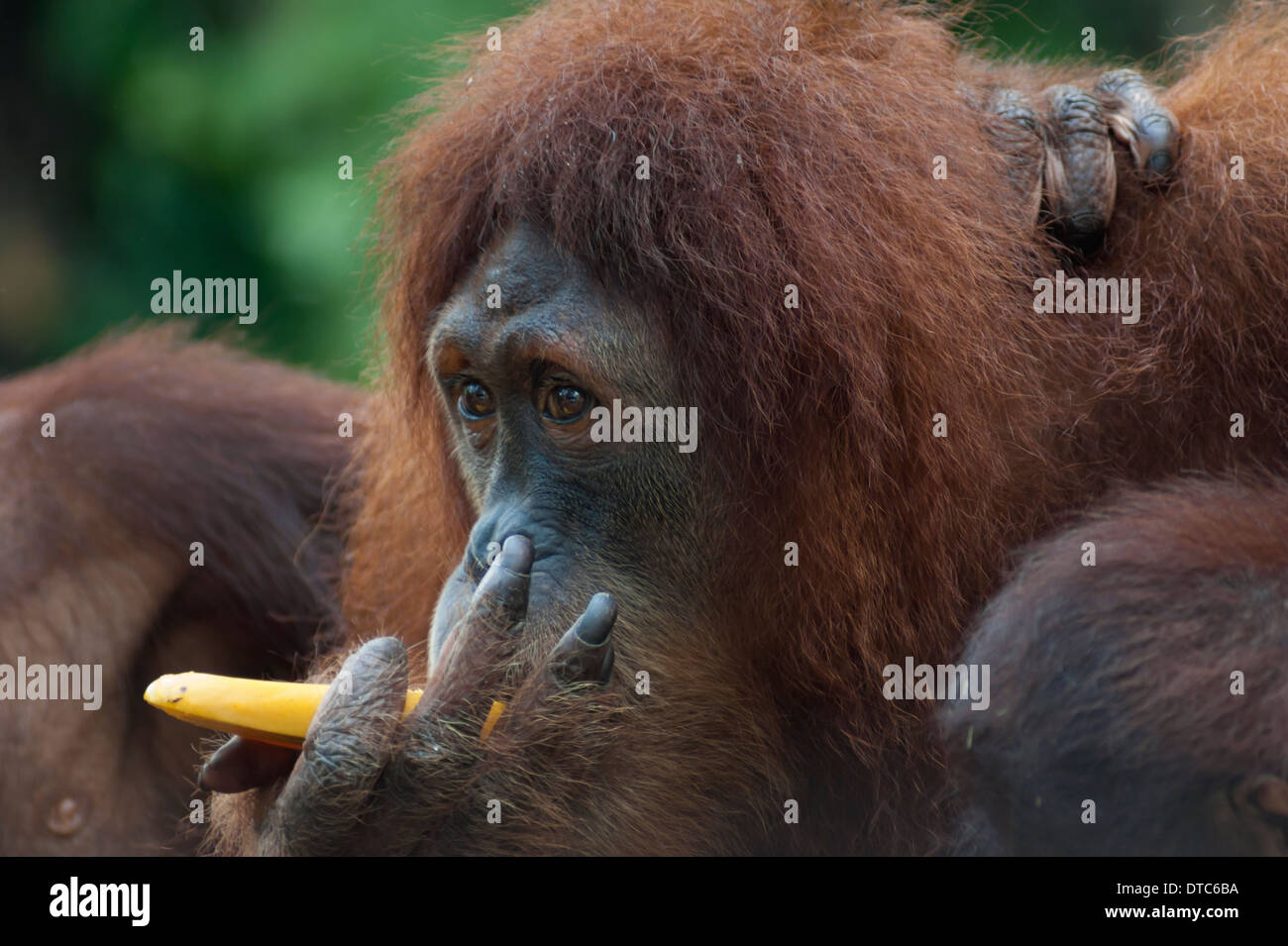 A Orangutan eating a fruit at Singapore Zoo Stock Photo - Alamy