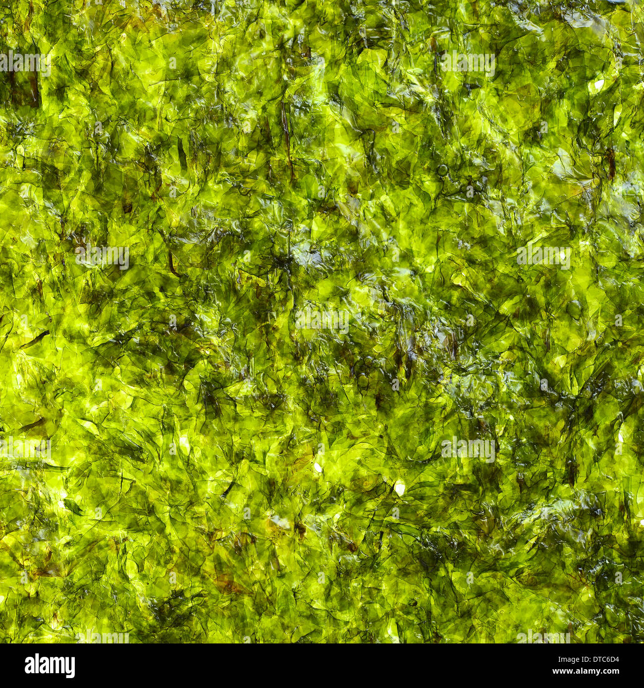 Seaweed leaf hi-res stock photography and images - Alamy