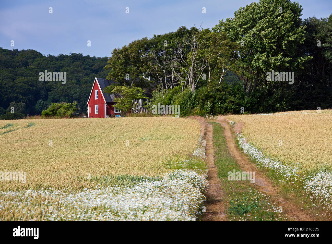 Lonely traditional red wooden cottage along field in summer in rural ...