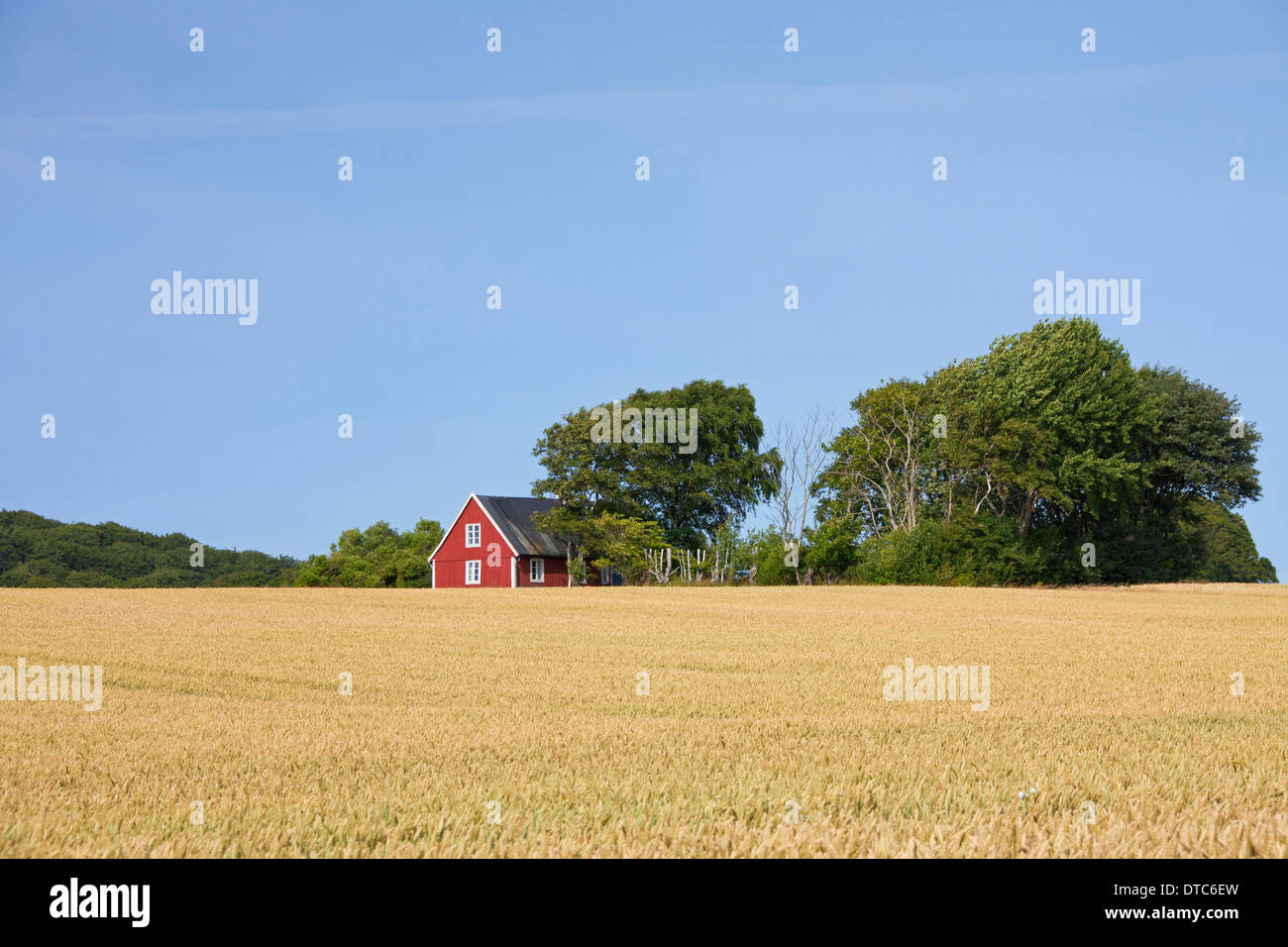Lonely traditional red wooden cottage along field in summer in rural ...