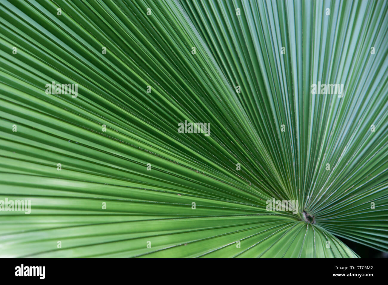 A graphic shot of a leaf taken in a park, in Singapore. The ridges ...