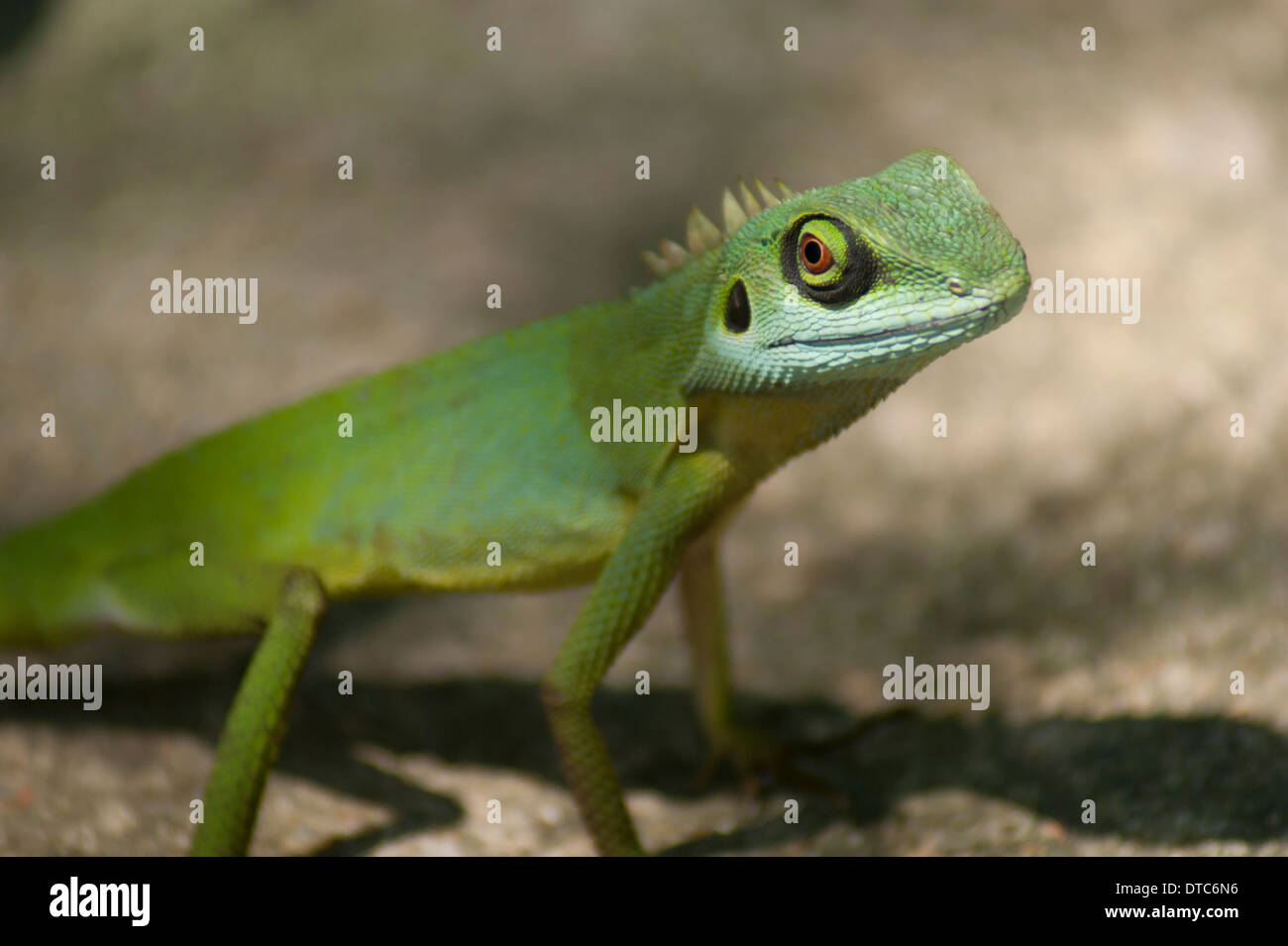 A Green Crested Lizard in Singapore. This little chap met us on a path ...