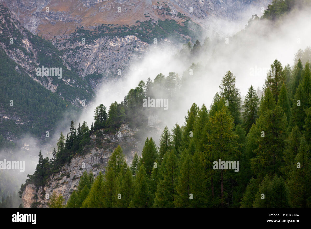 Swiss pines forest hi-res stock photography and images - Alamy