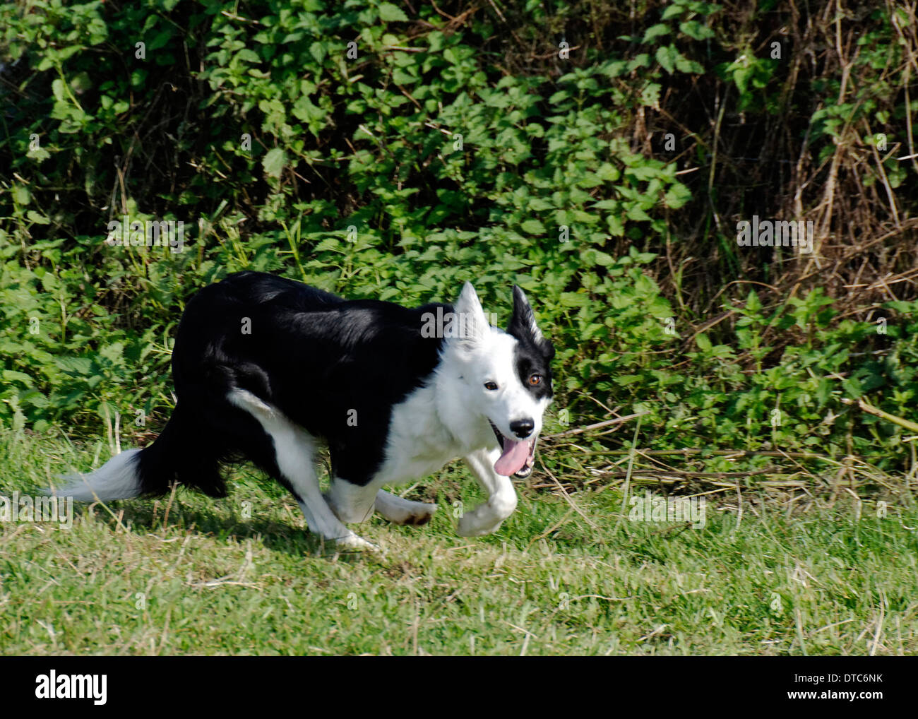 Sheepdog Border Collie Working High Resolution Stock Photography and ...