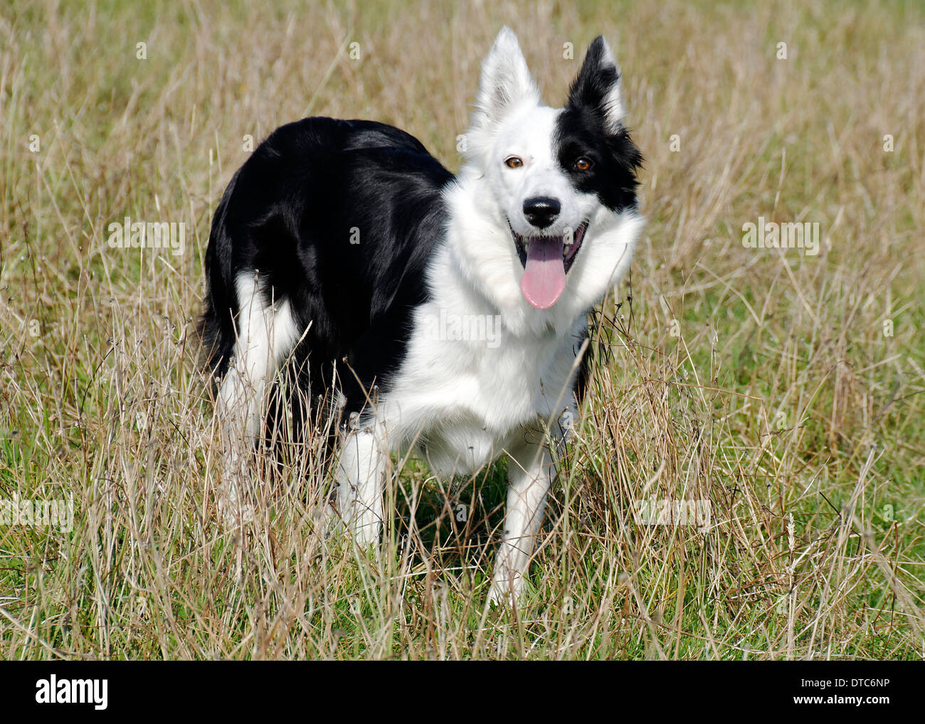 Border Collie Sheepdog High Resolution Stock Photography and Images - Alamy