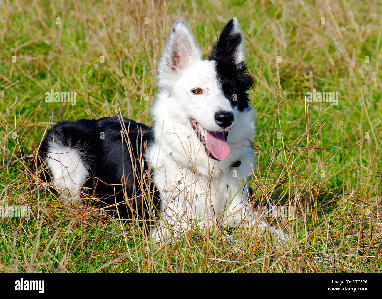 Border Collie Sheepdog High Resolution Stock Photography and Images - Alamy