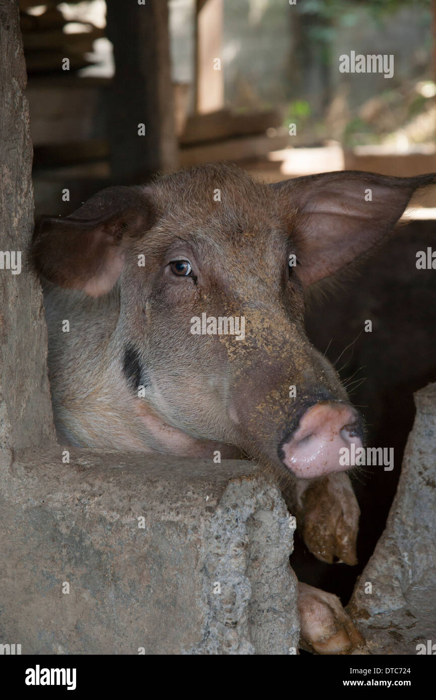 Balinese animal hi-res stock photography and images - Alamy
