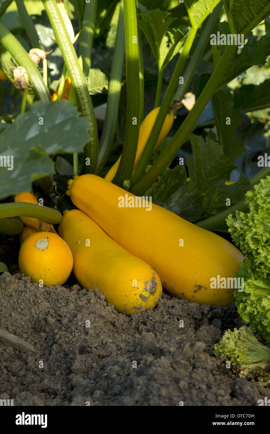 A few yellow courgettes in the garden Stock Photo - Alamy