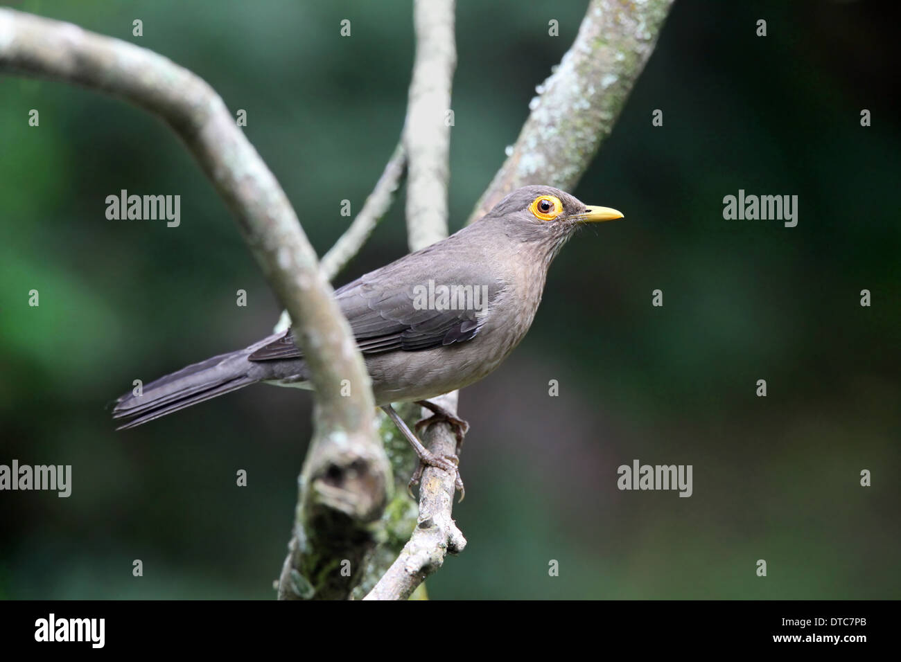 Bare-eyed Thrush (Turdus nudigenis Stock Photo - Alamy