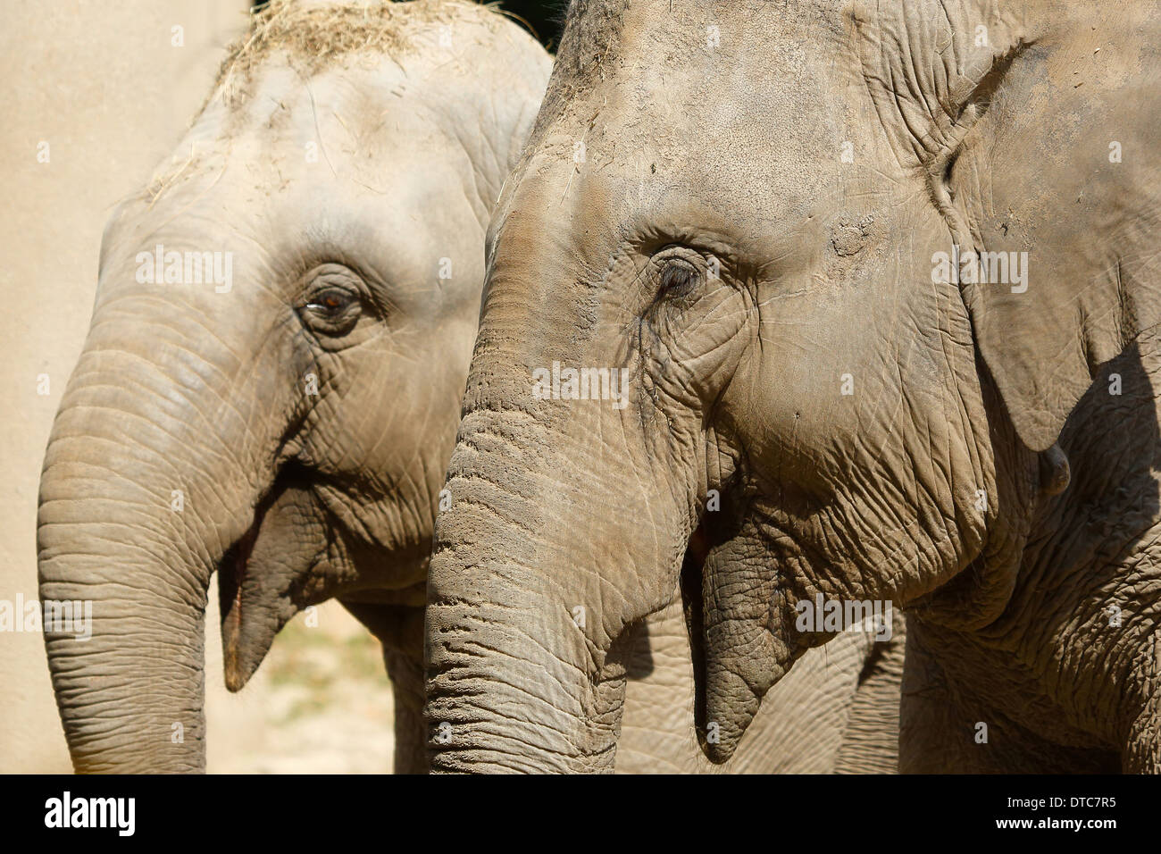 Two head elephant hi-res stock photography and images - Alamy