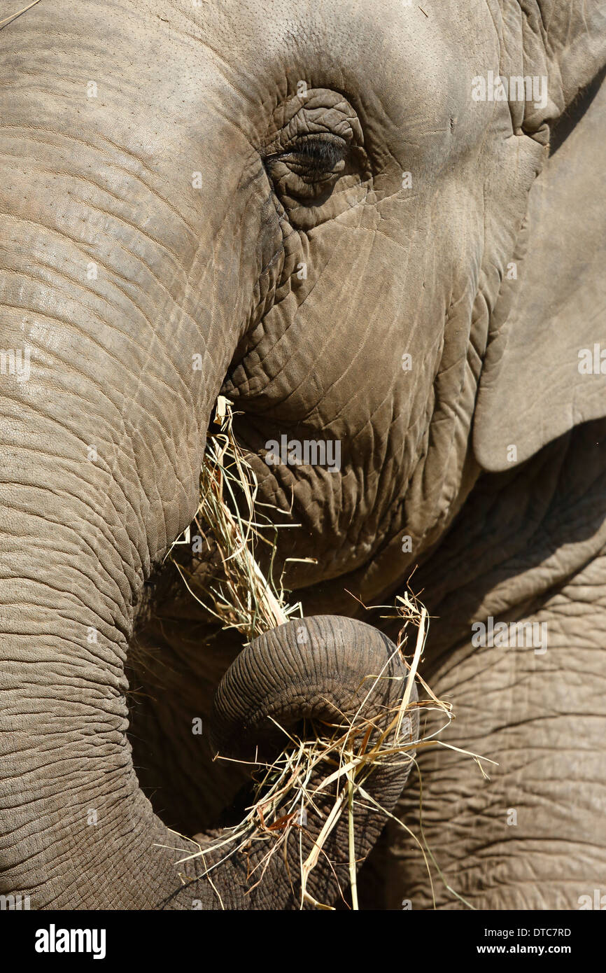 Closeup view of Asian elephant head Stock Photo - Alamy