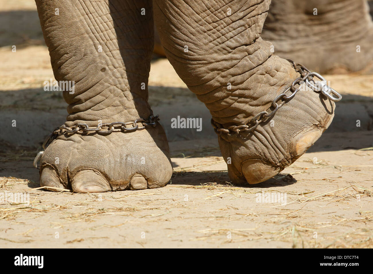 Closeup view of walking elephant foot Stock Photo - Alamy