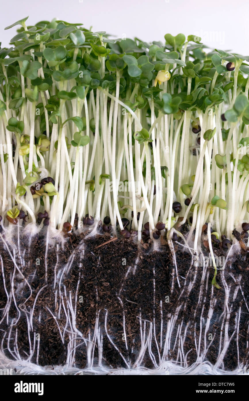 Cress growing hi-res stock photography and images - Alamy
