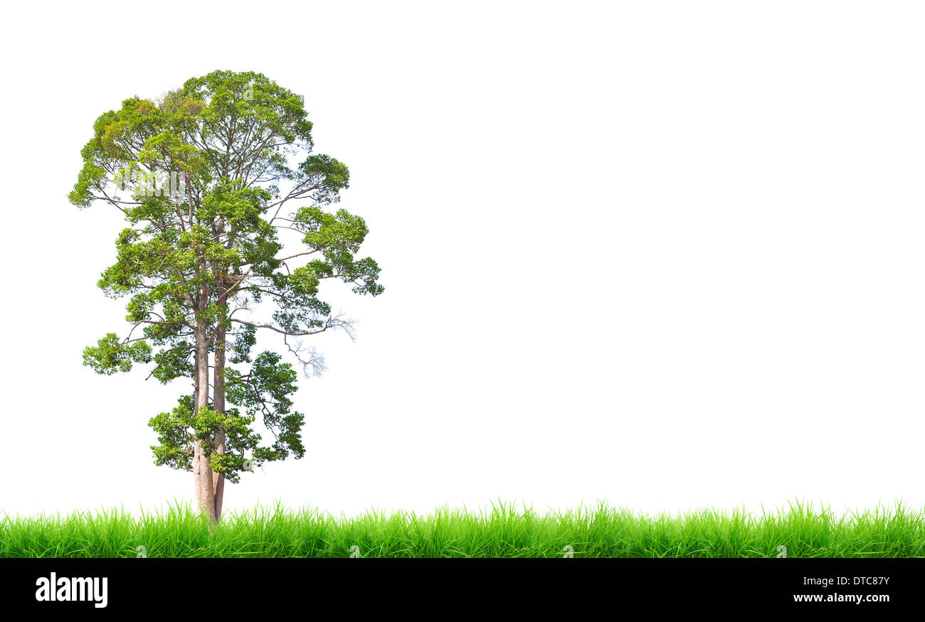 Tree with grass on white background Stock Photo - Alamy