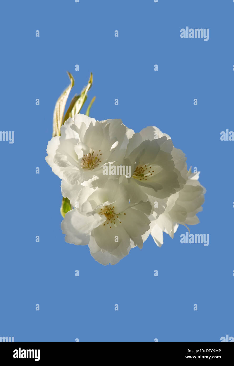 Blooming spring tree branch Stock Photo - Alamy