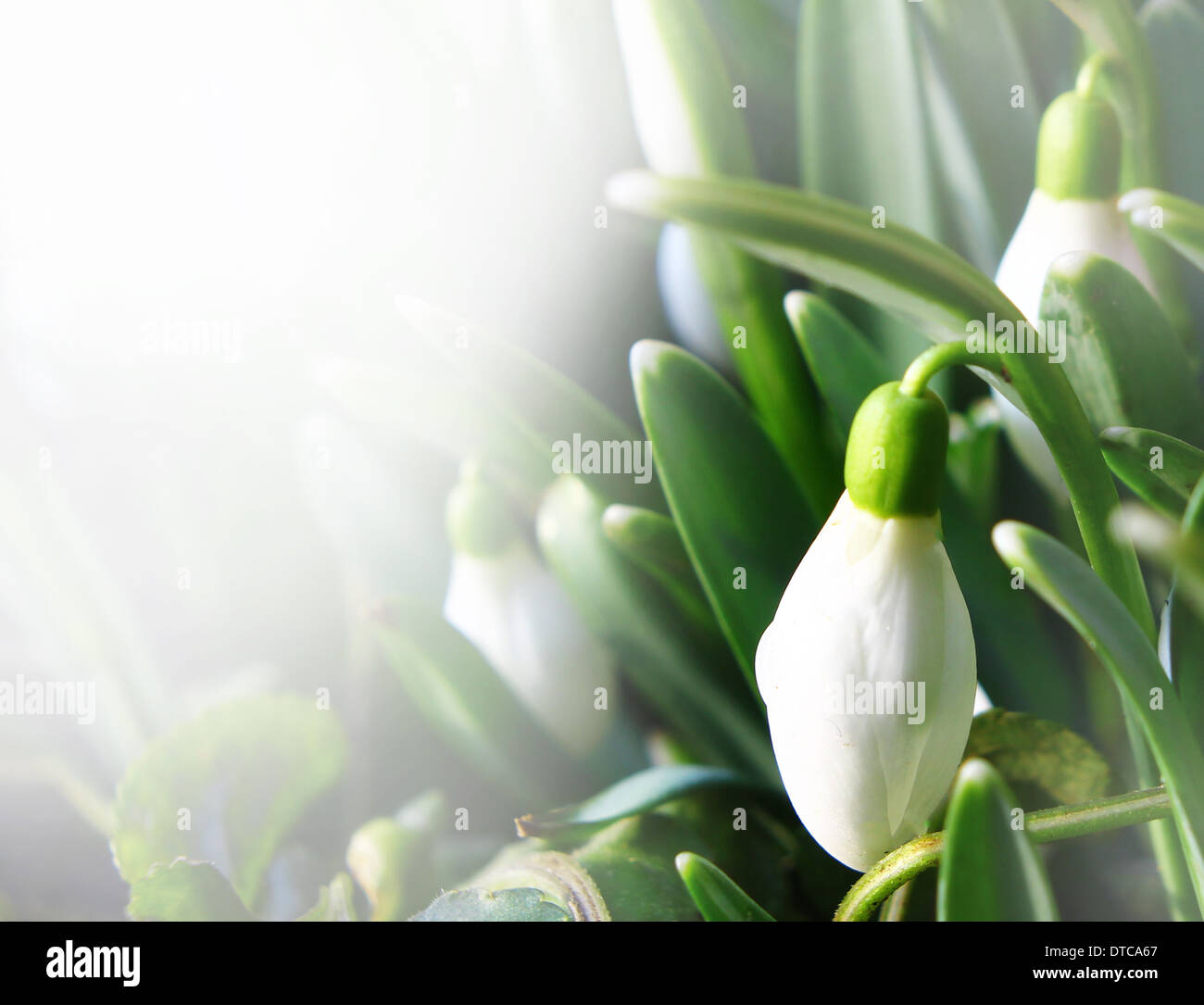 Hanging snowdrop flower hi-res stock photography and images - Alamy