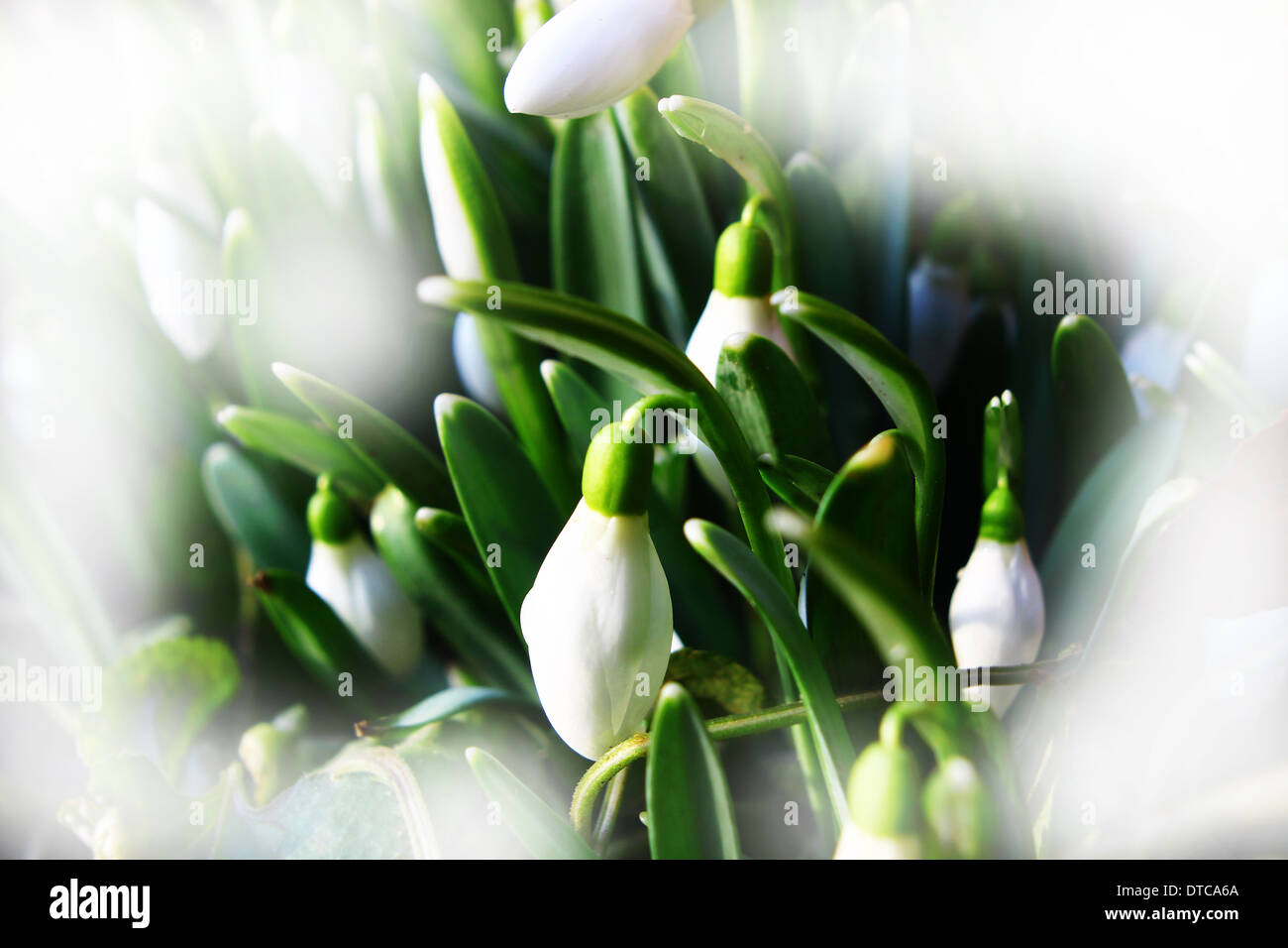 Spring snowdrop flowers Stock Photo - Alamy