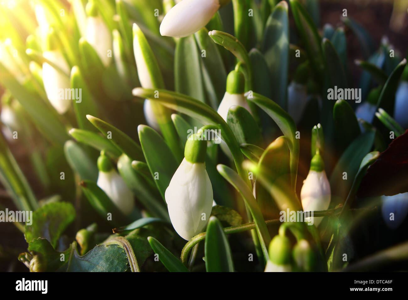 Hanging snowdrop flower hi-res stock photography and images - Alamy