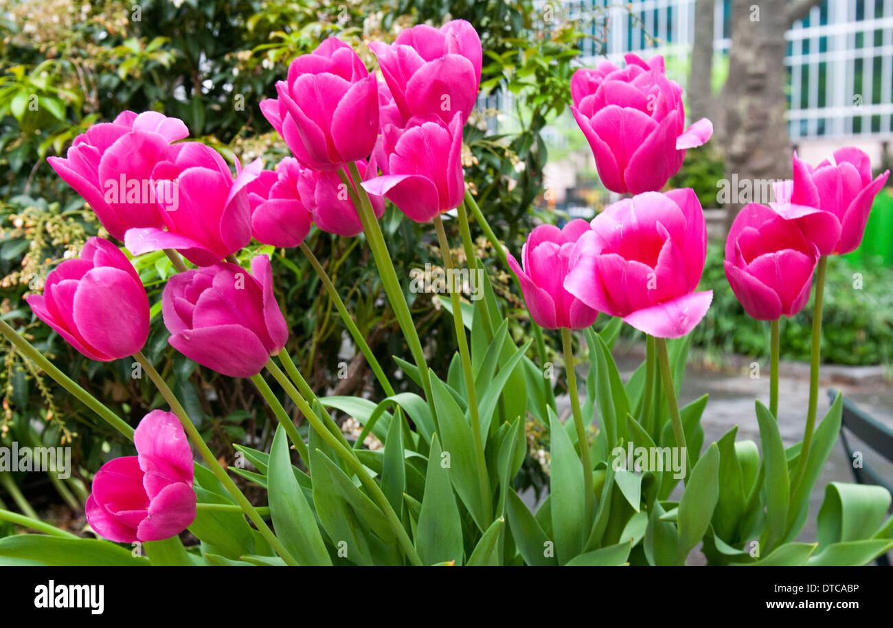 Spring Tulips in Bryant Park, New York City USA Stock Photo - Alamy