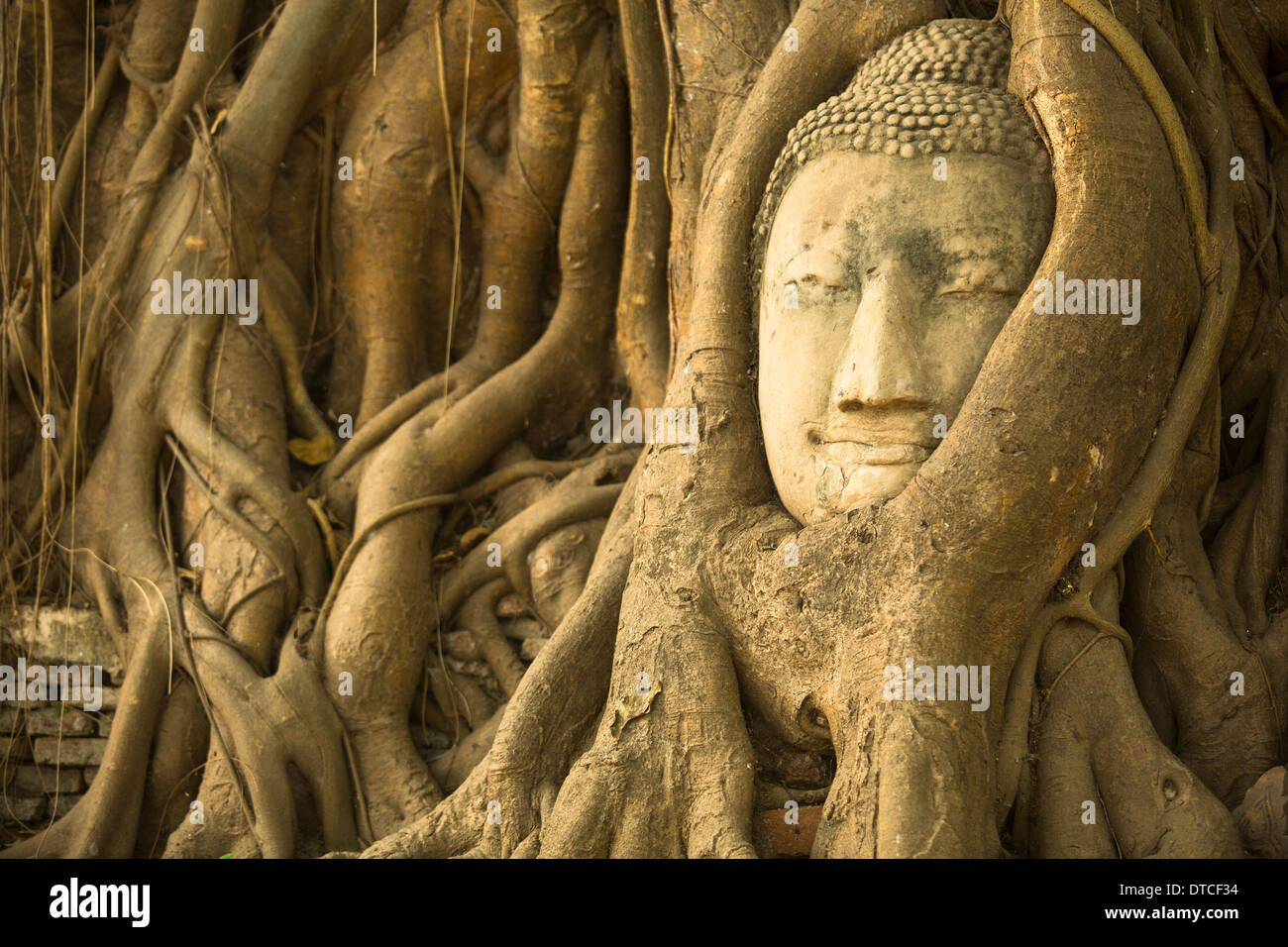 Tree head art hi-res stock photography and images - Alamy