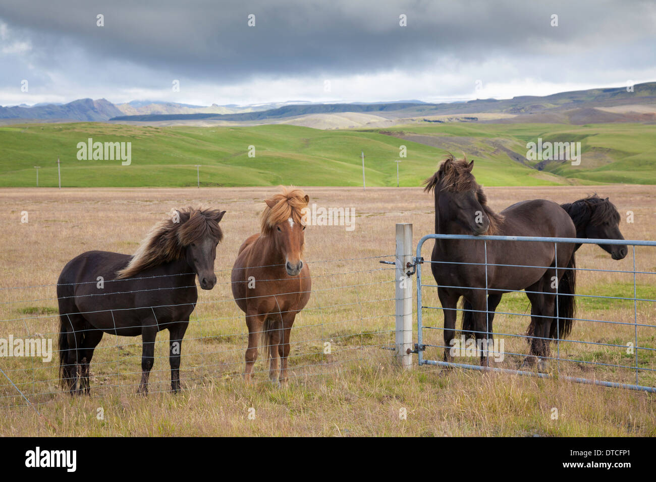 Four ponies hi-res stock photography and images - Alamy
