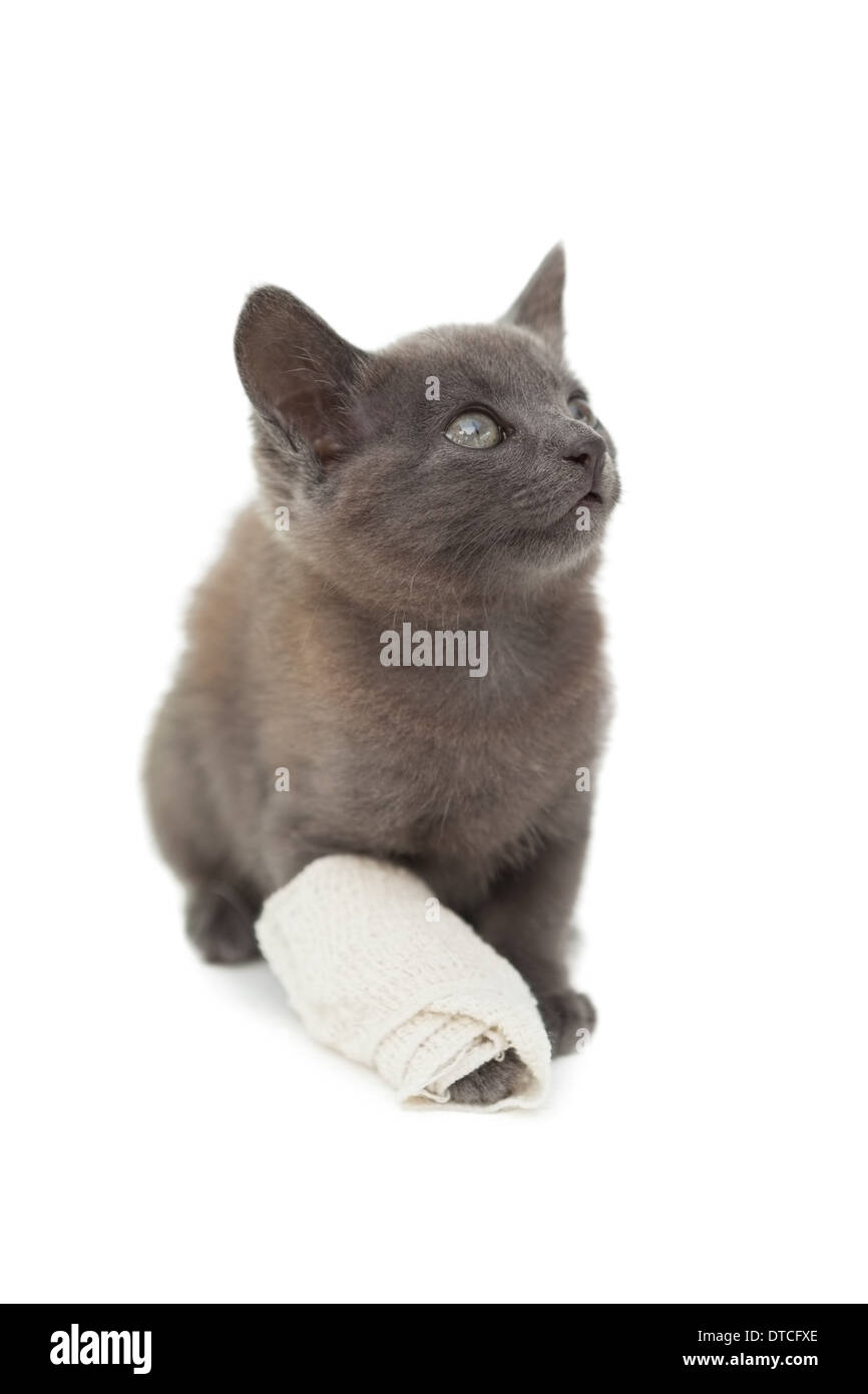 Domestic cat bandage hi-res stock photography and images - Alamy