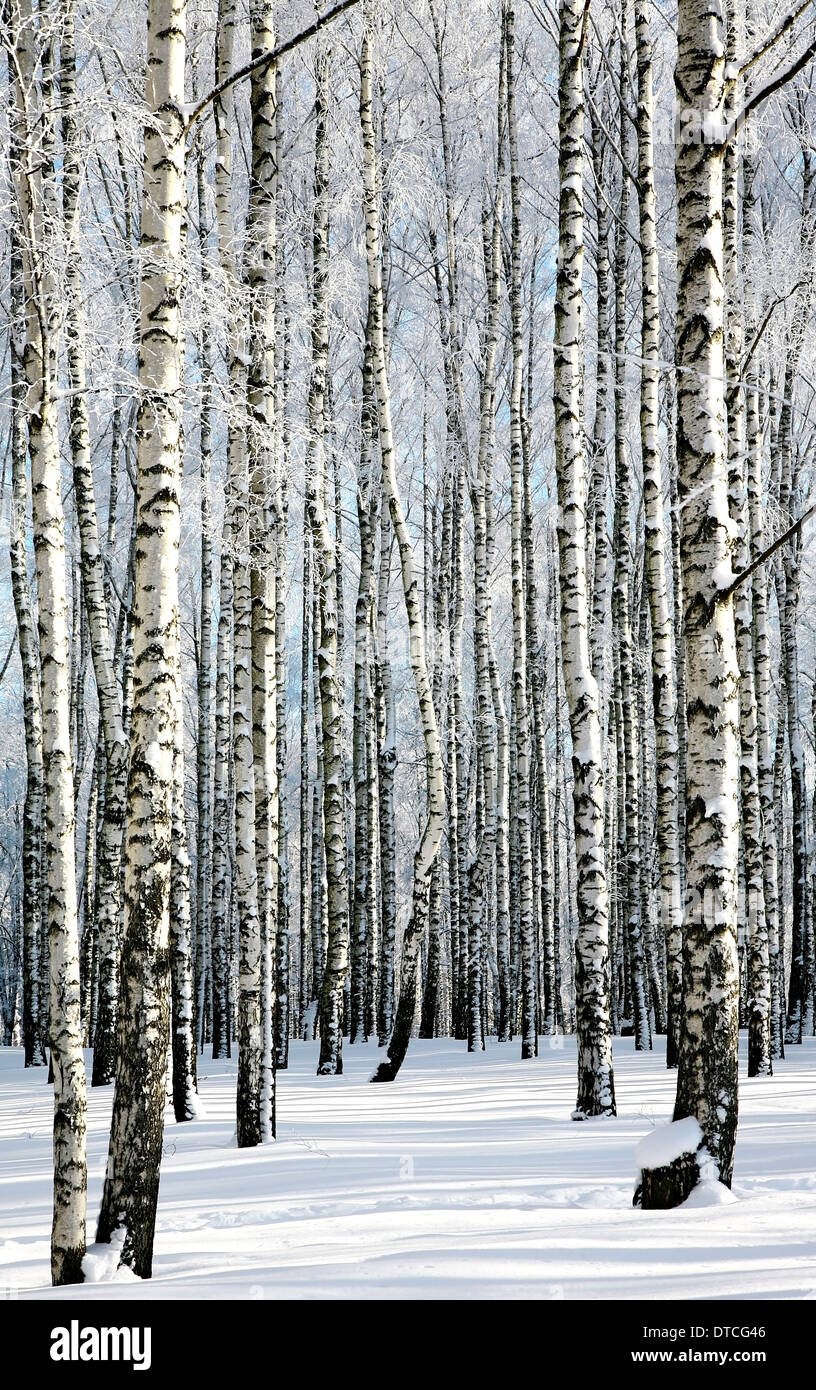 Birch winter snow hi-res stock photography and images - Alamy