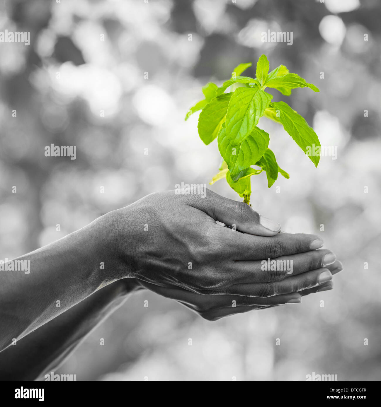 Close-up of hands holding young plant Stock Photo - Alamy
