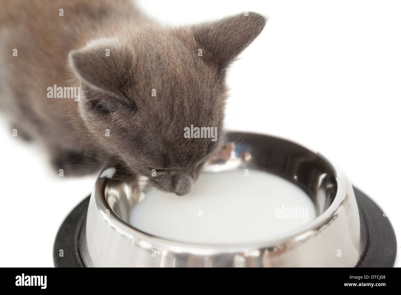 Kitten drinking bowl hi-res stock photography and images - Alamy