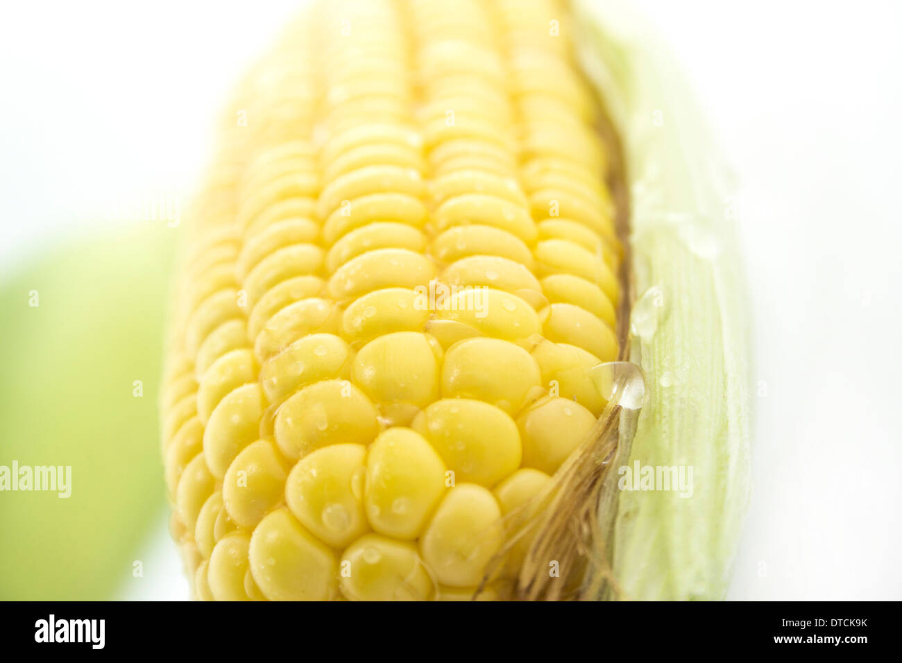 Growing corn leaves leaf isolated hi-res stock photography and images ...