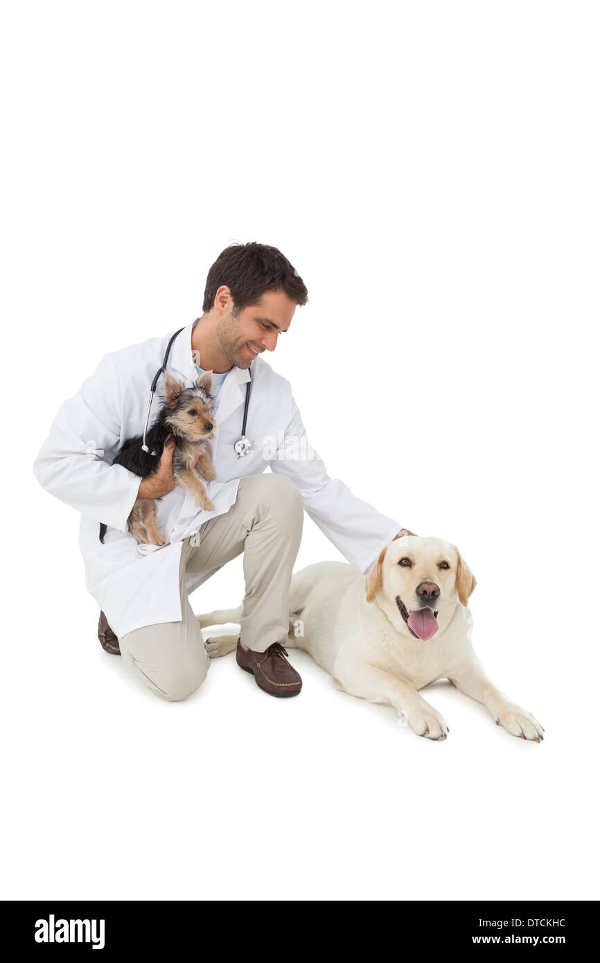 Smiling vet posing with yorkshire terrier and yellow labrador Stock ...