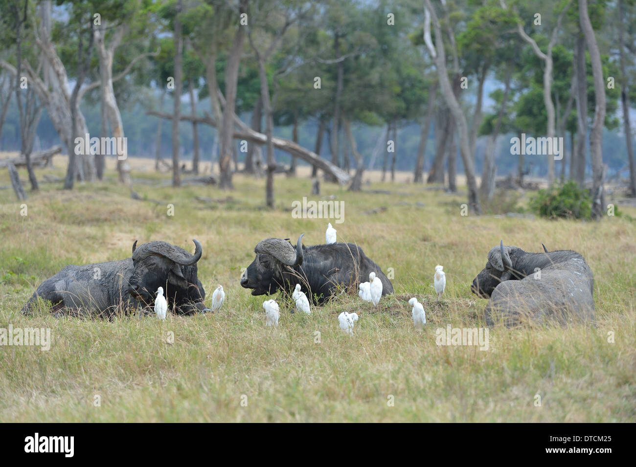 African buffalo - Cape buffalo (Syncerus caffer caffer) bulls resting ... African buffalo - Cape buffalo (Syncerus caffer caffer) bulls resting ...