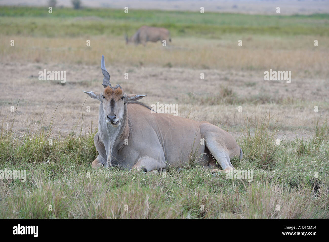 Common Eland - Southern Eland - Eland Antelope (Taurotragus oryx) the ...