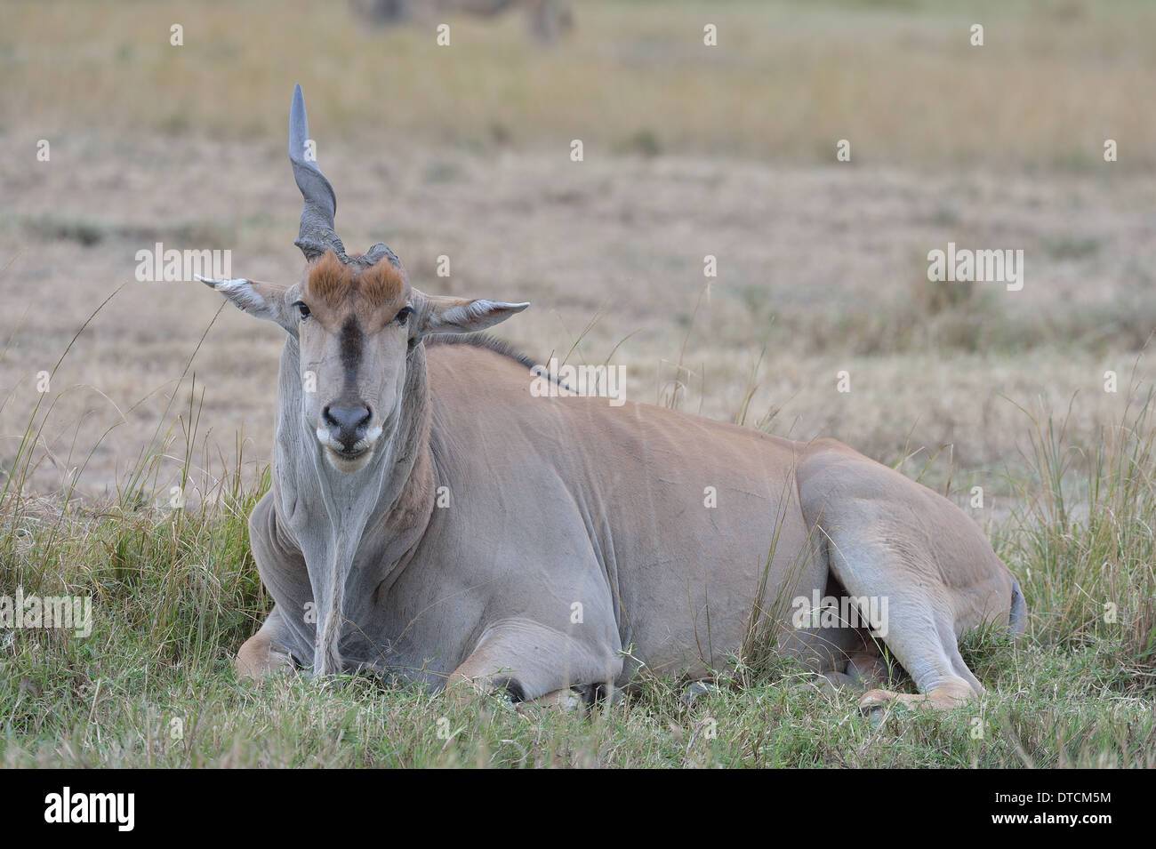 Common Eland - Southern Eland - Eland Antelope (Taurotragus oryx) the ...