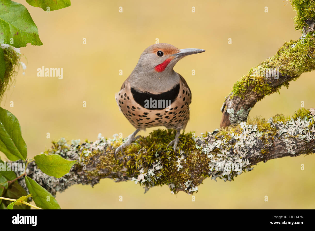 Northern Flicker Red-shafted Male Stock Photo - Alamy