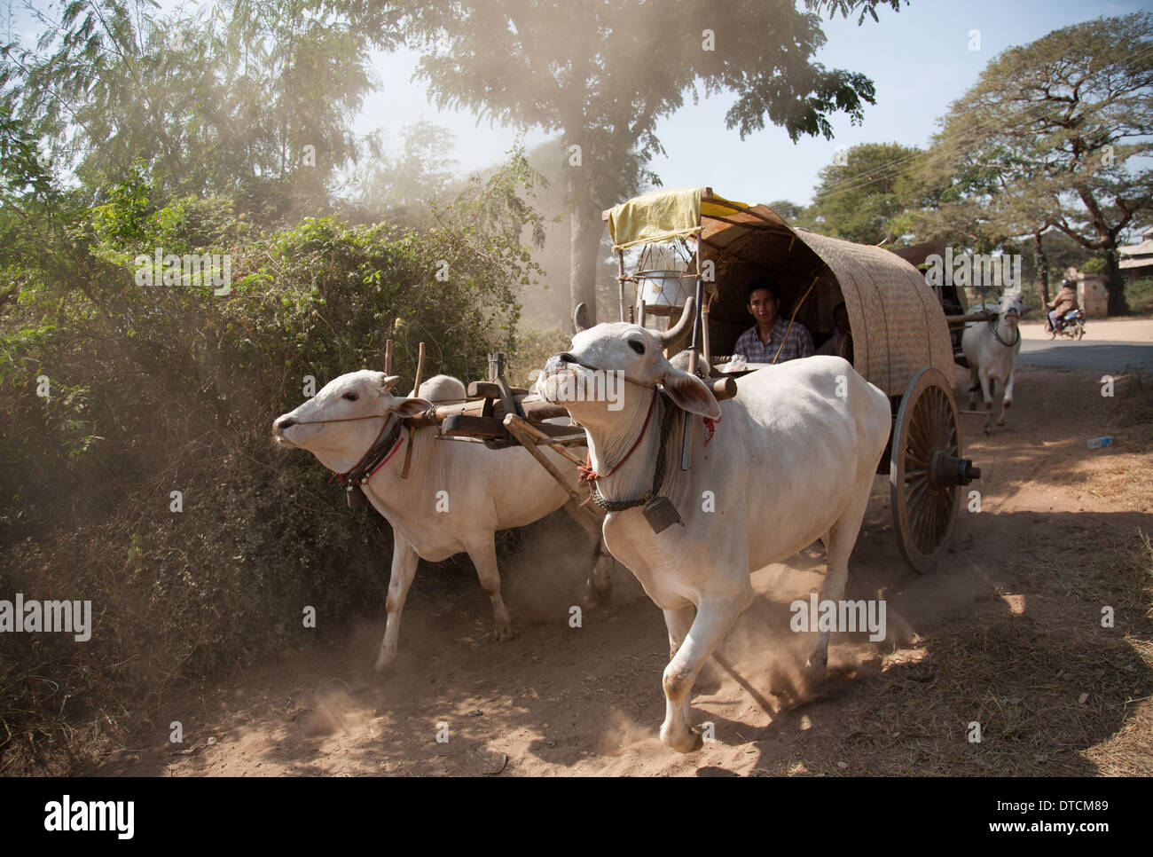 Ox oxes hi-res stock photography and images - Alamy