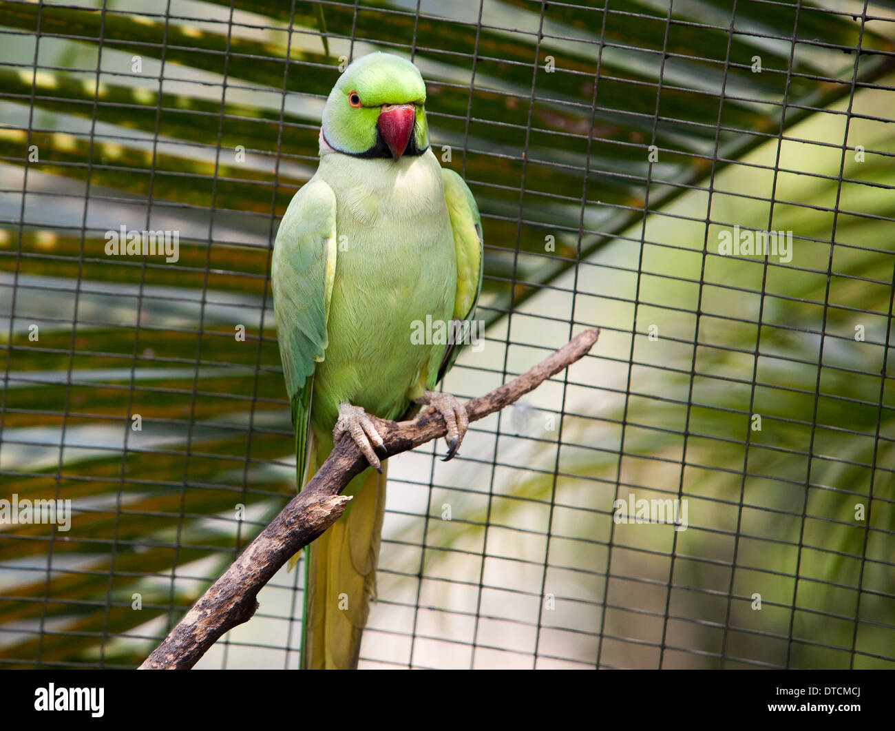 Parrot at a bird zoo in Kuala Lumpur Malaysia Stock Photo - Alamy