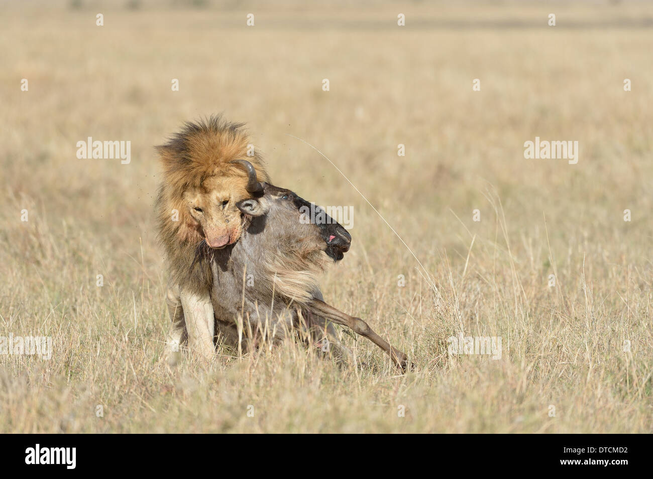 East African Lion - Massai Lion (Panthera leo nubica) large male ...