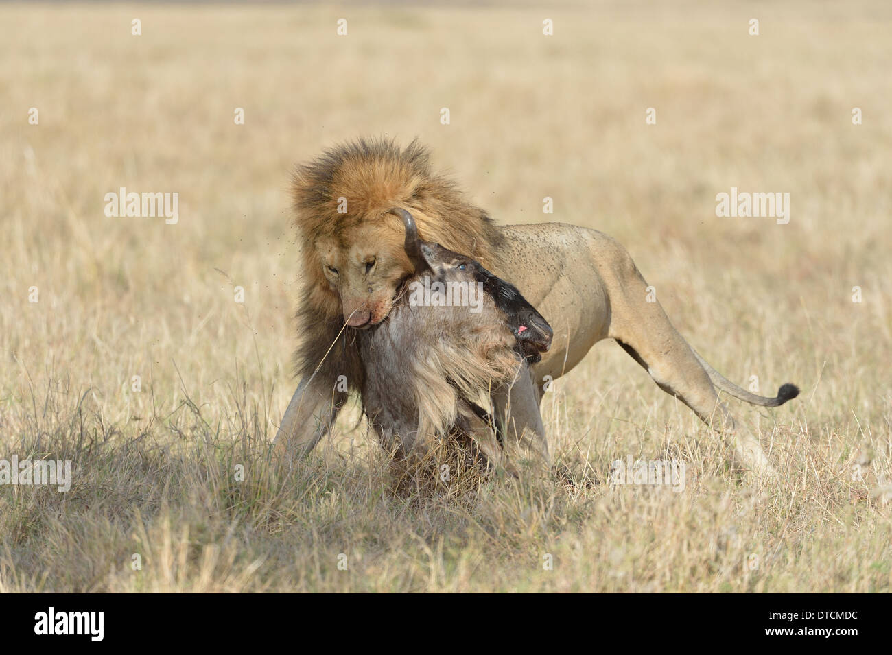 East African Lion - Massai Lion (Panthera leo nubica) large male ...