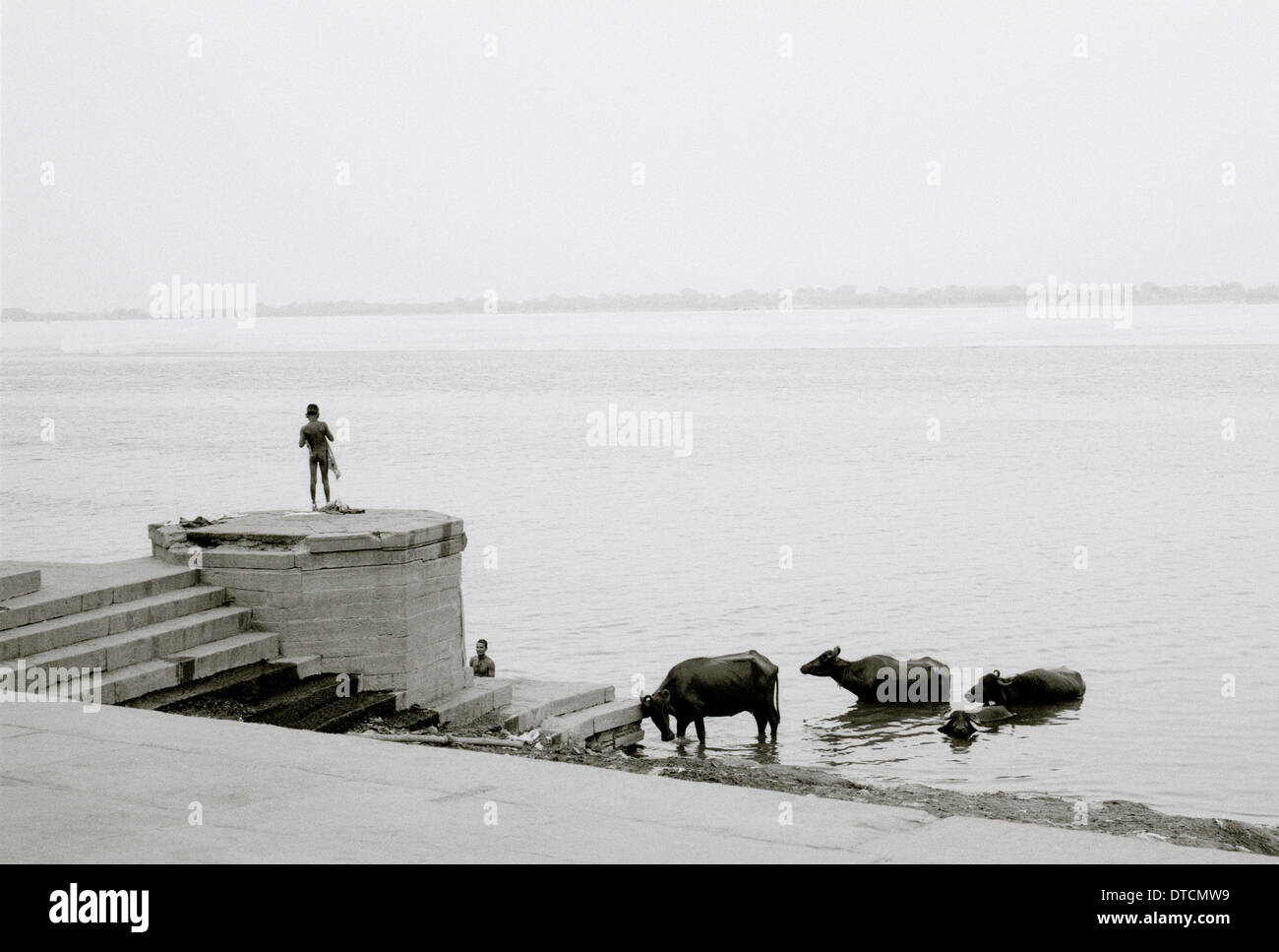 River Ganges Water Buffaloes in Varanasi Benares in Uttar Pradesh in ...