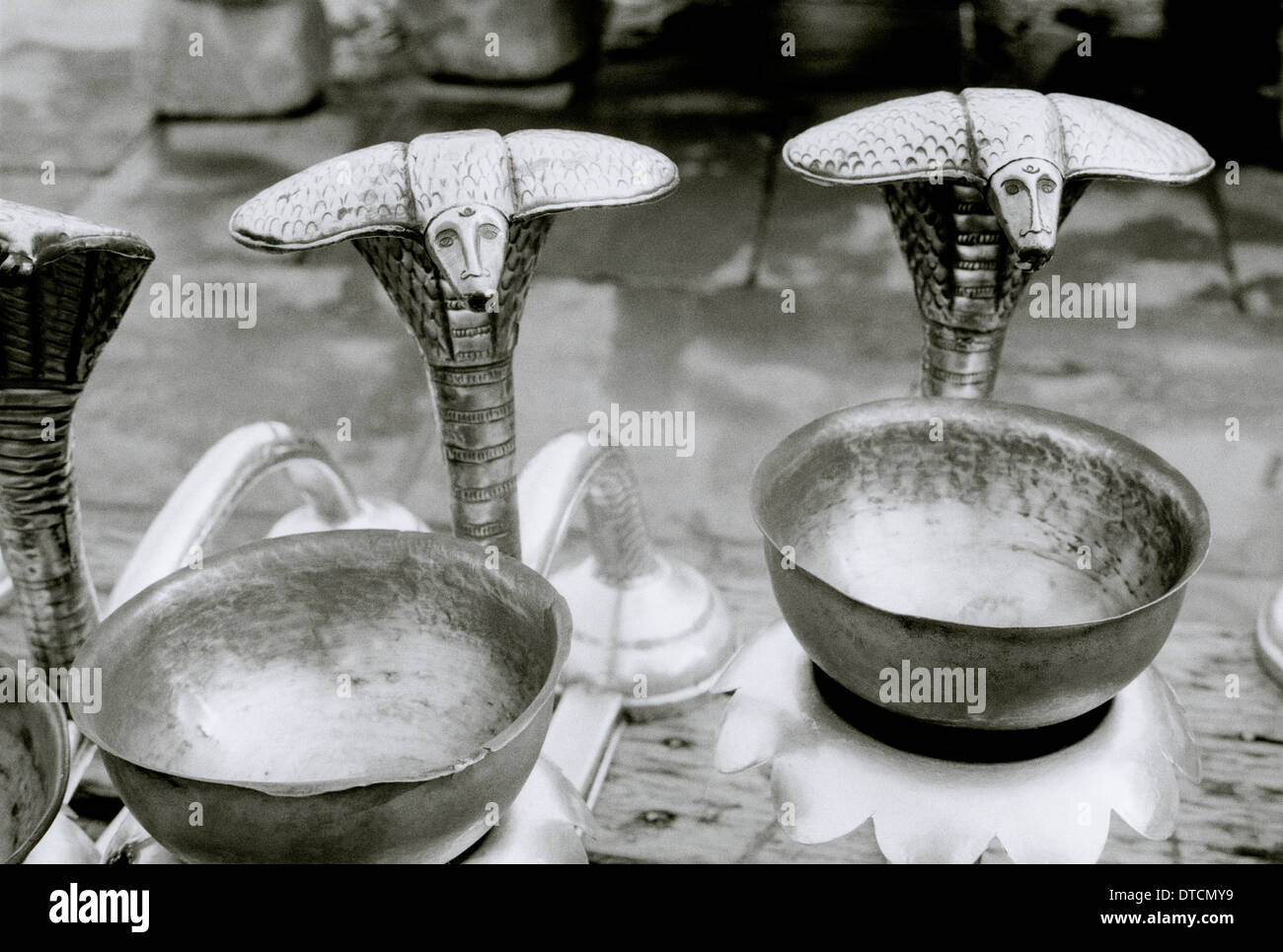Indian cobra snake hi-res stock photography and images - Alamy