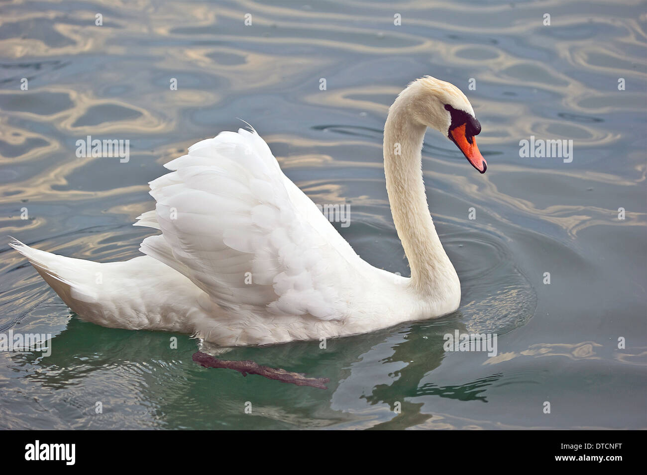 Swan Swimming in a Lake Stock Photo - Alamy