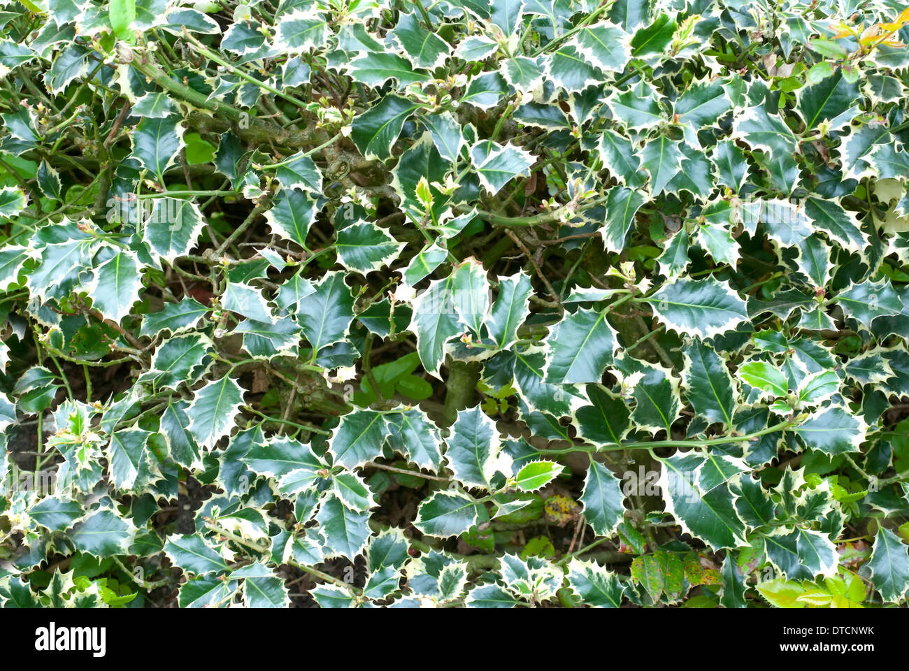 Holly plant leaves with thorns growing in nature Stock Photo - Alamy