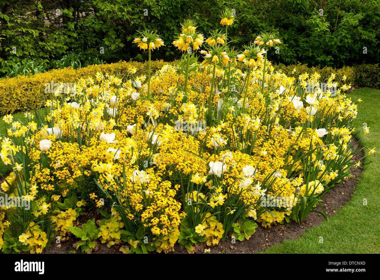 Spring background with beautiful yellow flowers Stock Photo - Alamy