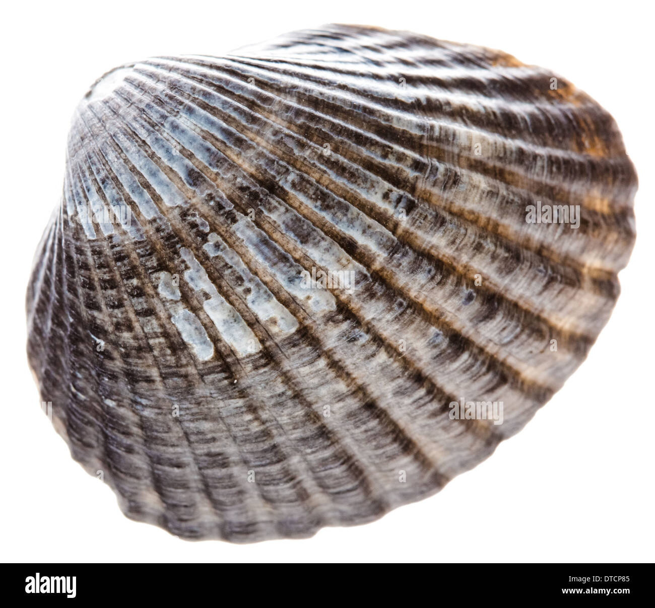 Sea Cockleshell Isolated On White Background. Gray Shell Stock Photo ...