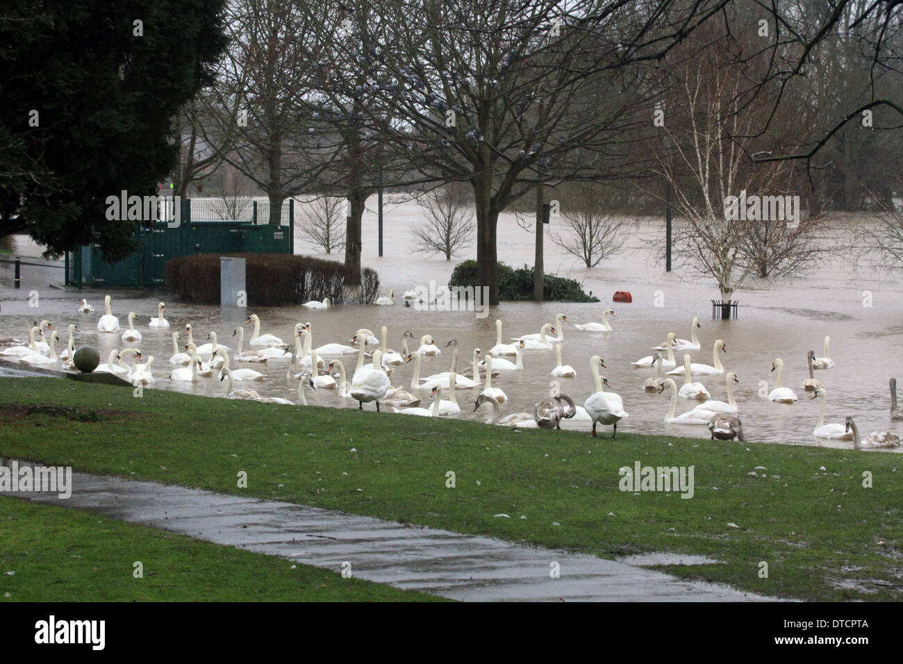 Flooding swans hi-res stock photography and images - Alamy