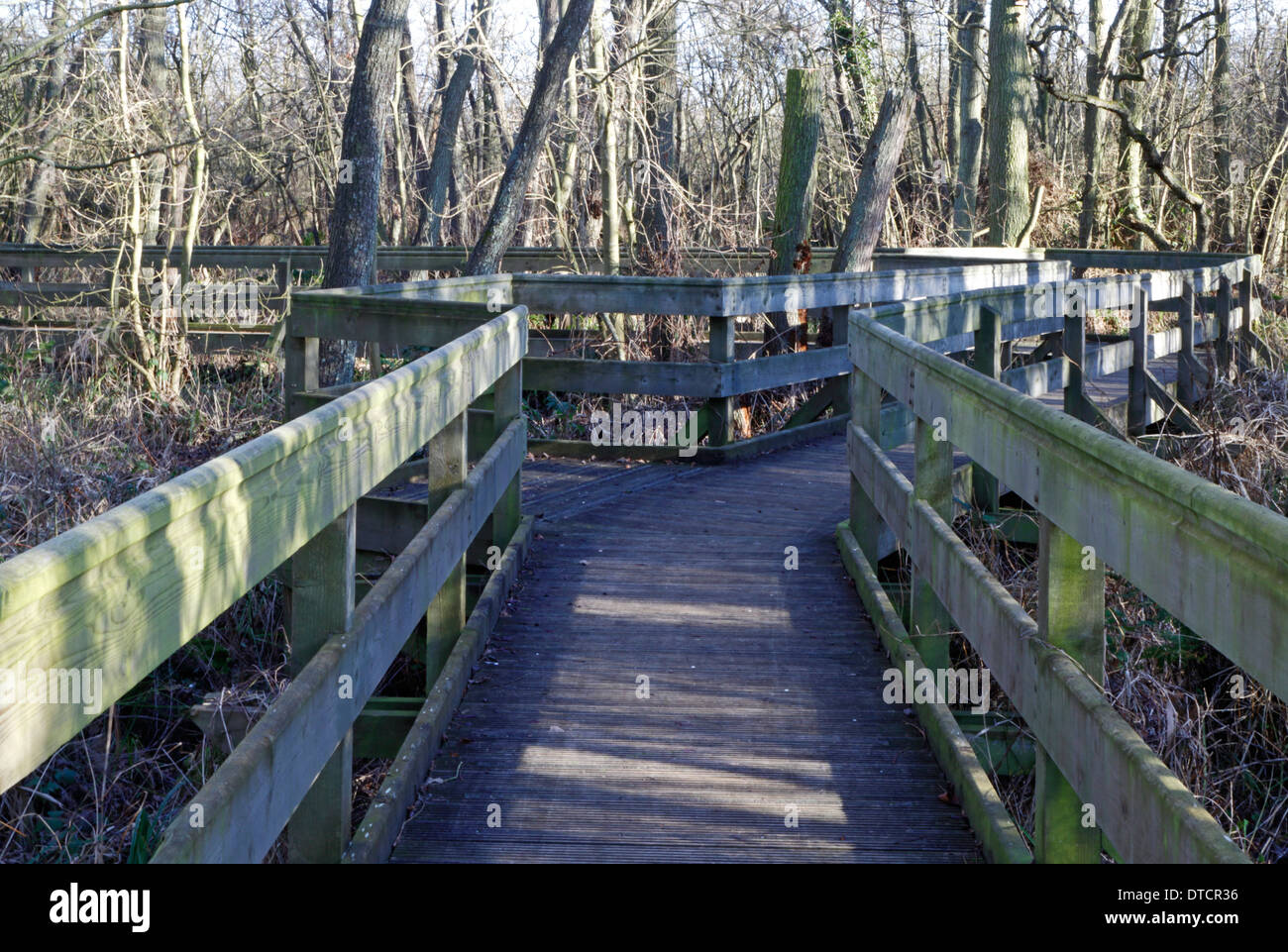 A view of the boardwalk through alder carr woodland to Barton Broad on ...