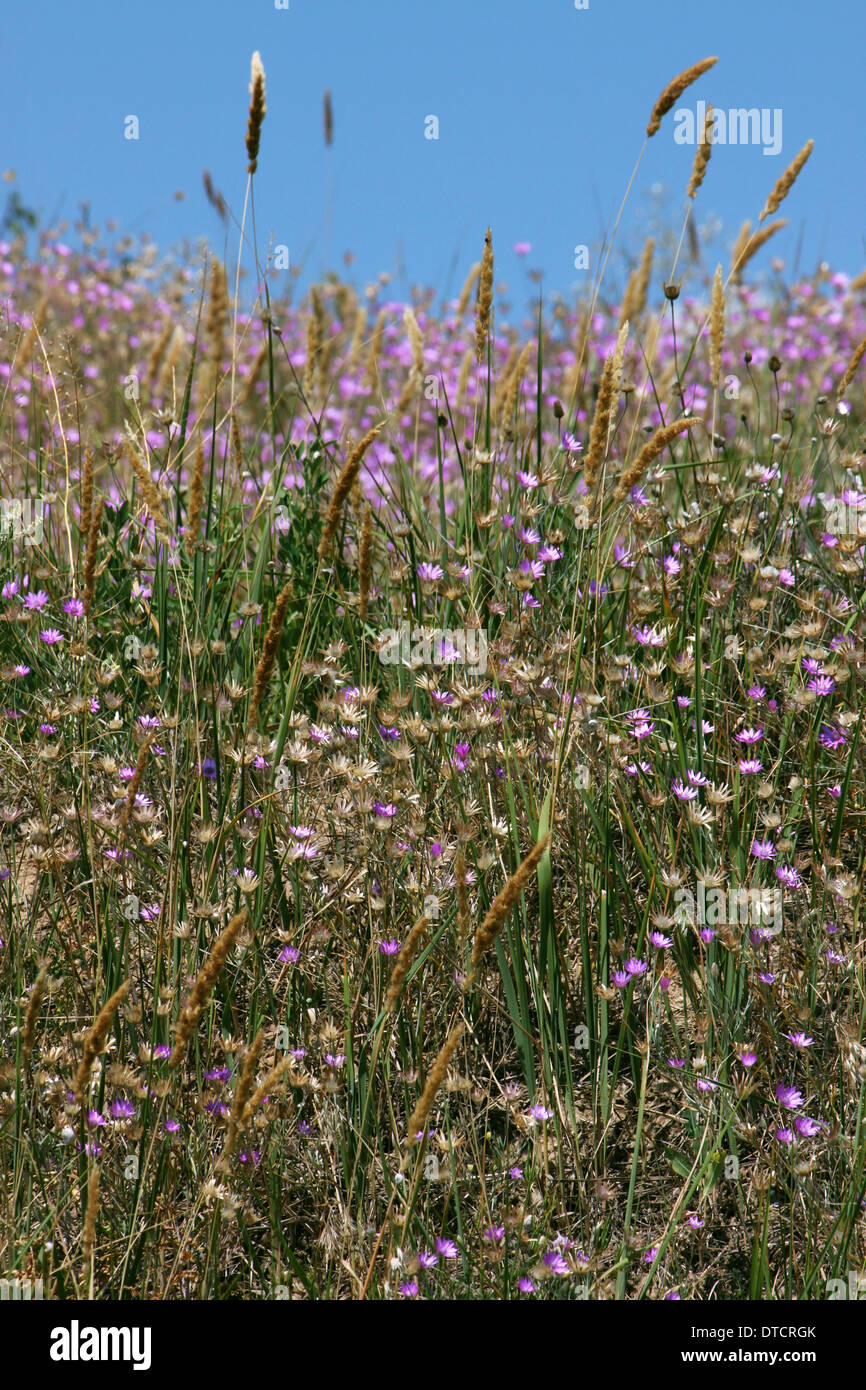 Meadow with grass hi-res stock photography and images - Alamy