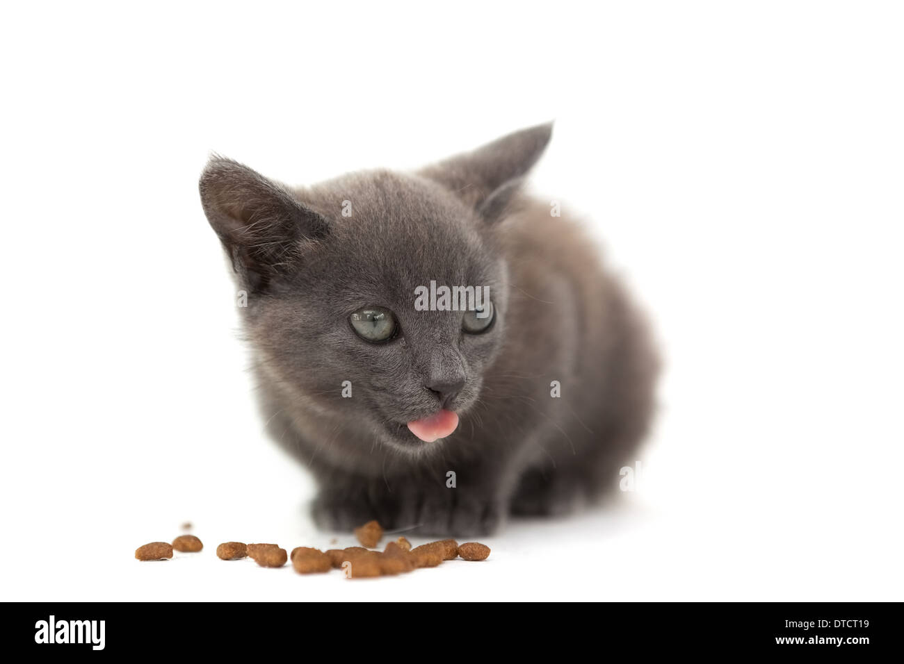 Grey kitten eating kibble Stock Photo - Alamy