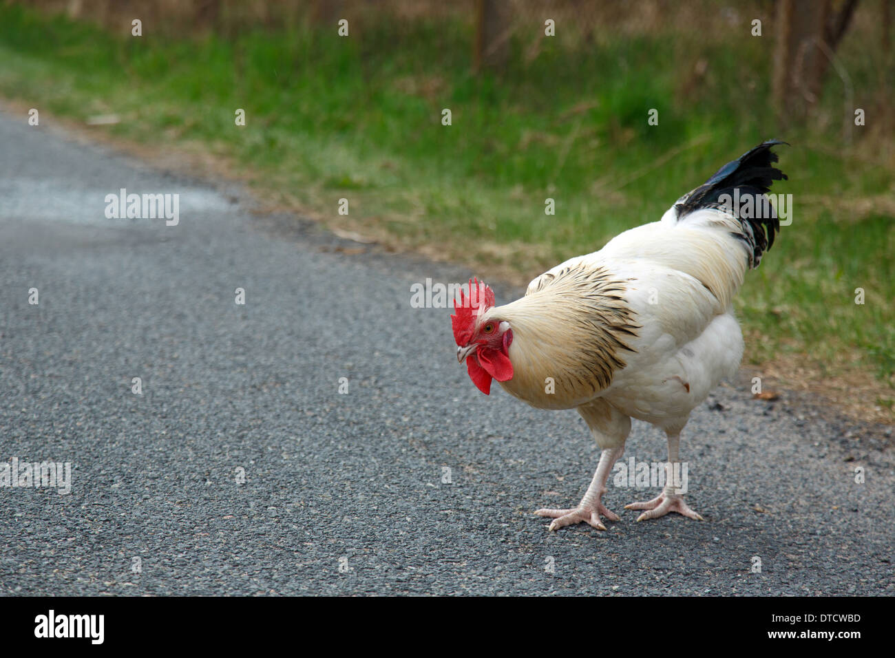 Rooster running hi-res stock photography and images - Alamy